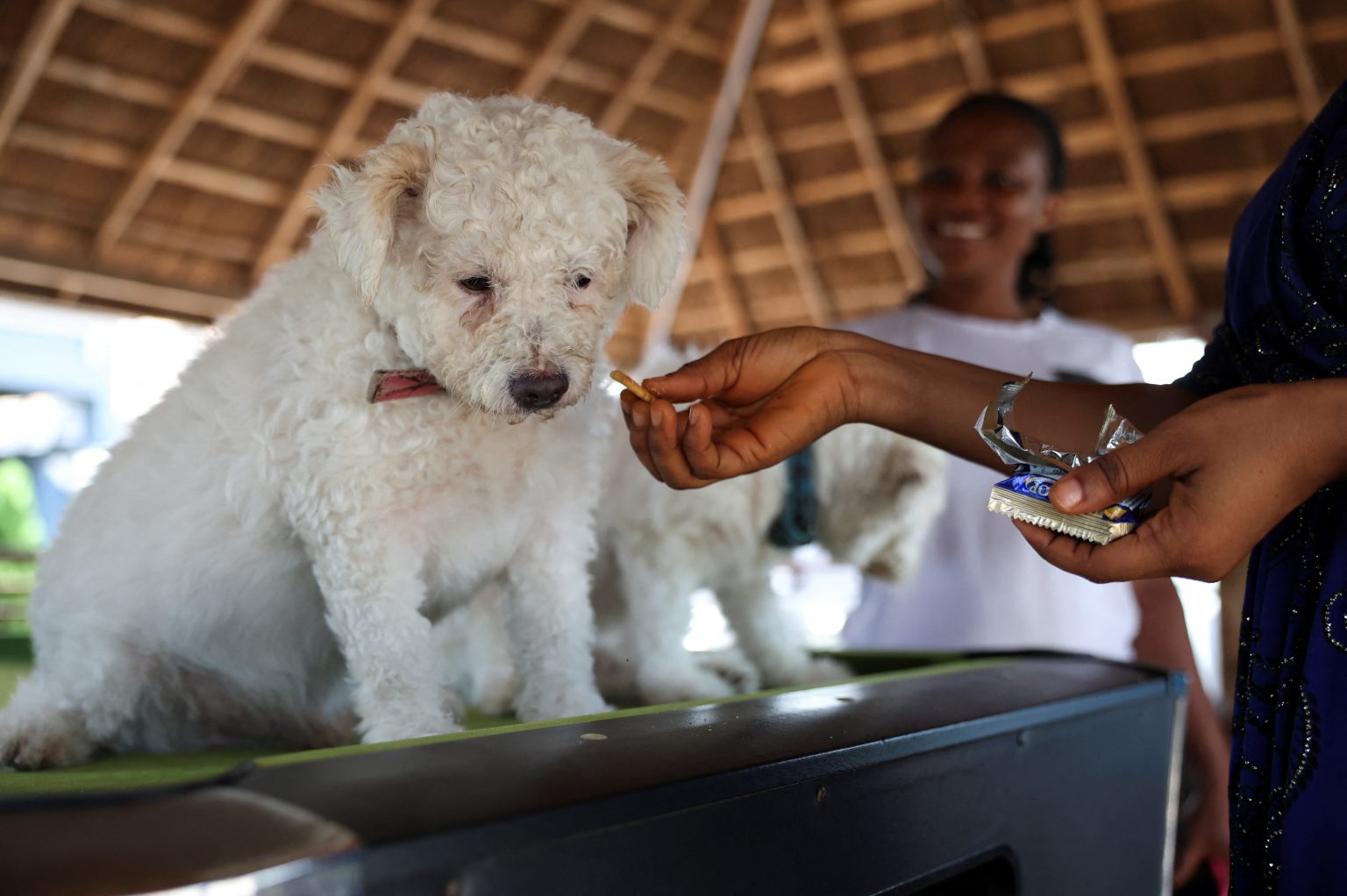 » How Climate and Environment Affect Pet Well-Being in Nigeria
