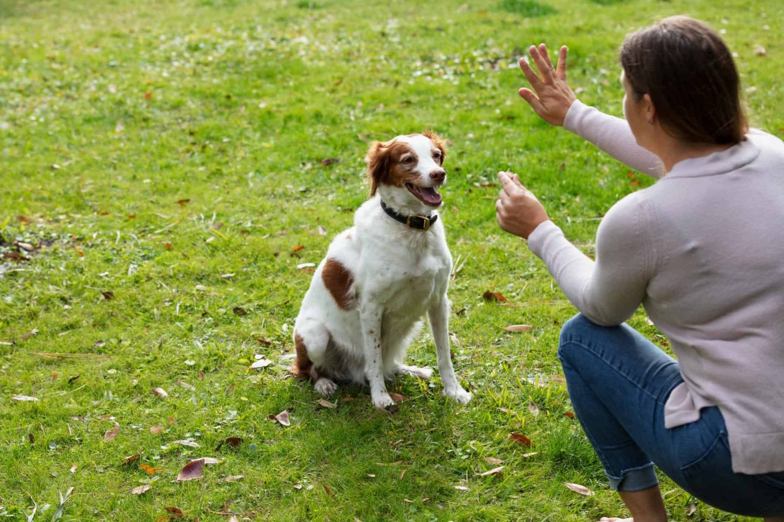 » How to Use Positive Reinforcement to Train Your Dog